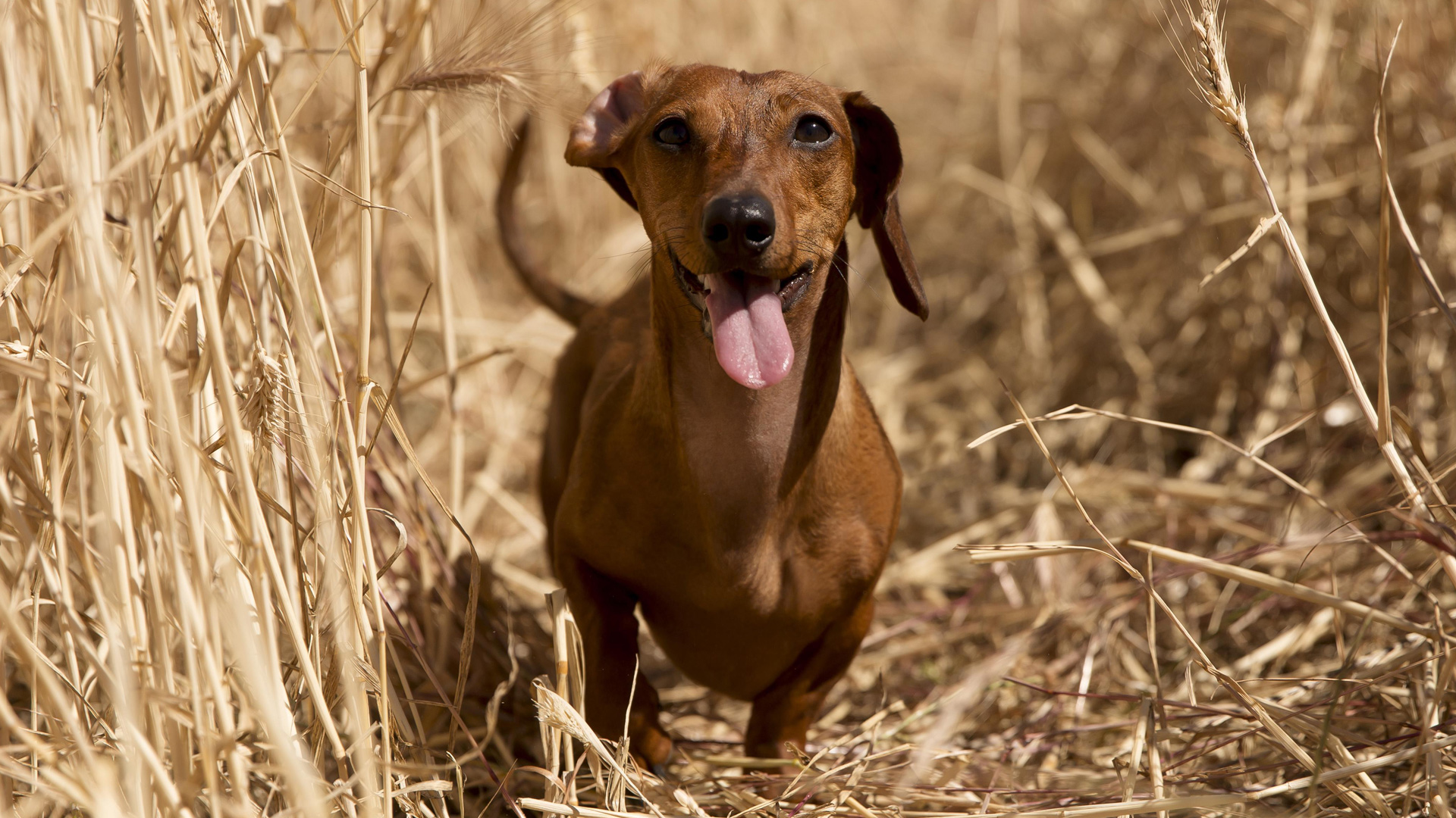 Petit Chien : un compagnon au grand cœur